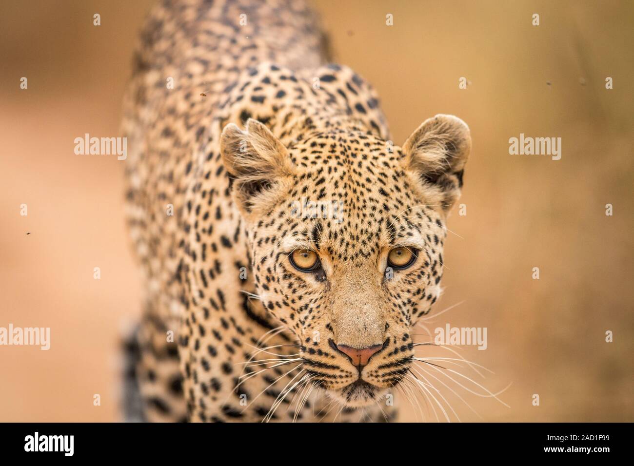 Leopard starring at the camera.0 Stock Photo - Alamy
