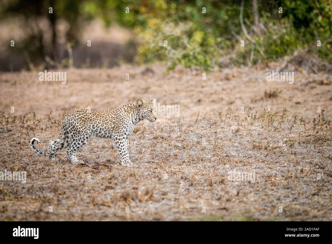Baby leopard hi-res stock photography and images - Alamy
