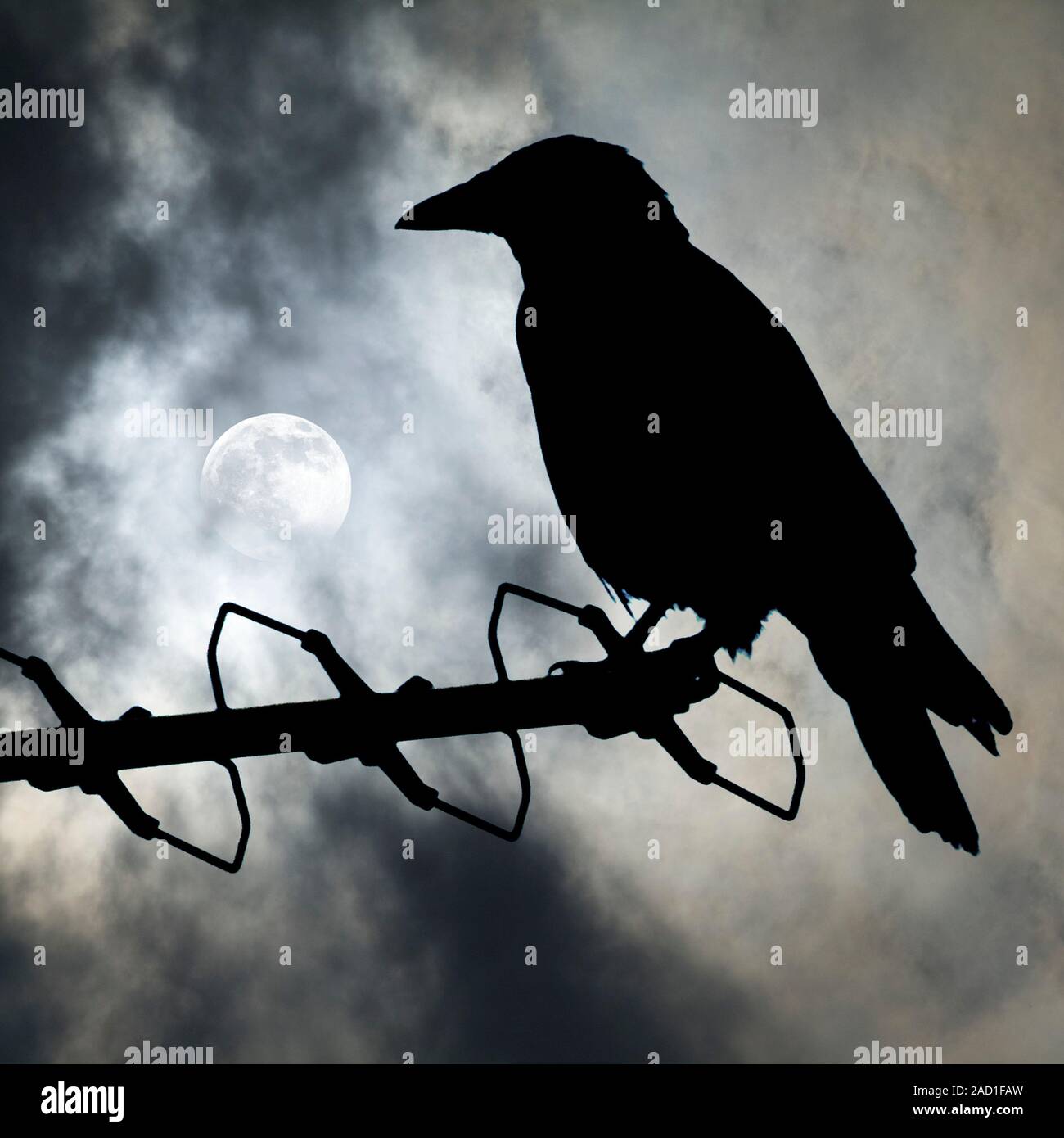 Crow against a moonlit sky. Silhouette of a crow (Corvus sp.) perched ...