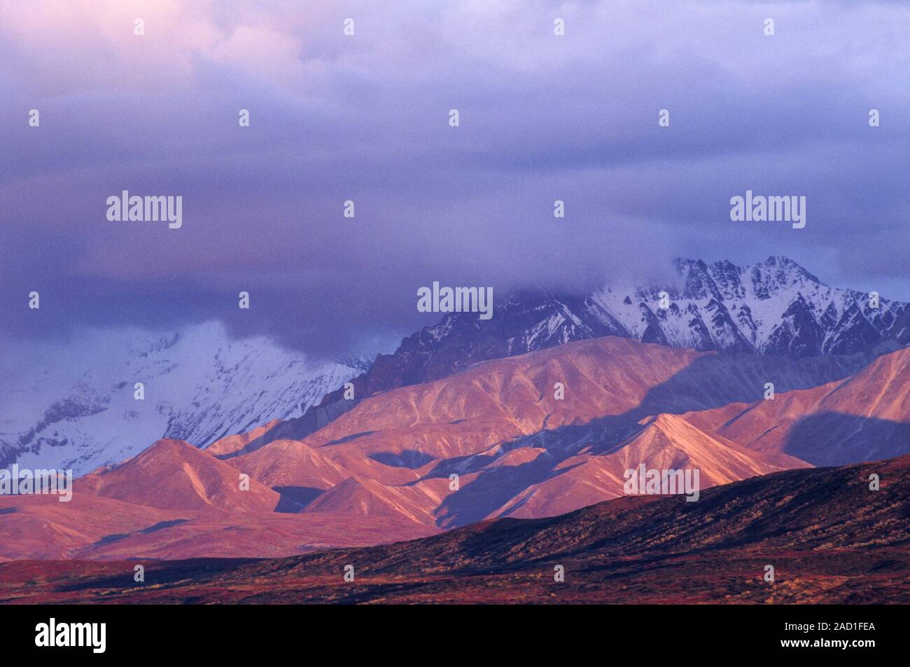 Alaska Range and tundra in evening light in indian summer / Denali ...
