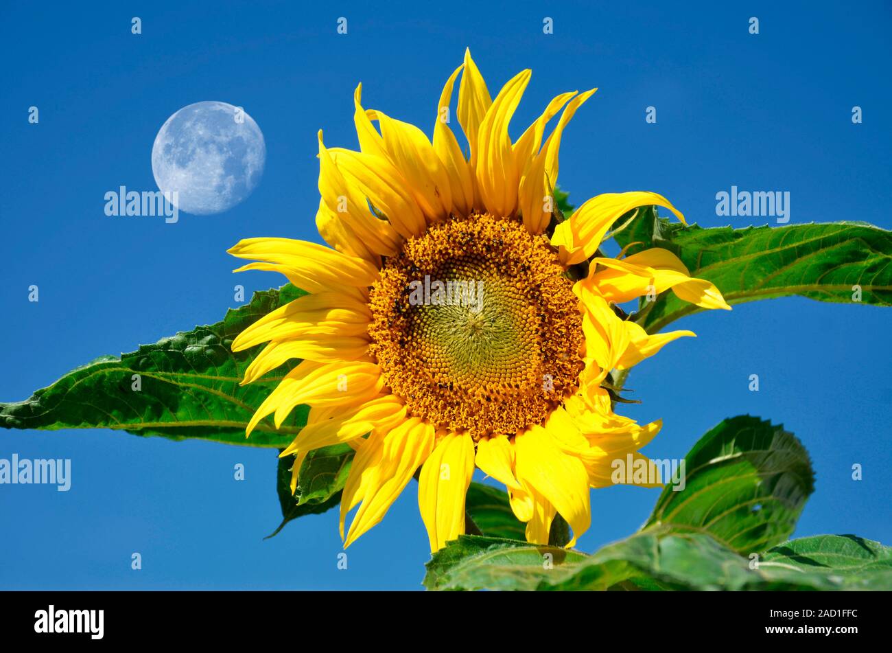 Moon and sunflower. Sunflower (Helianthus sp.) in flower in front of ...