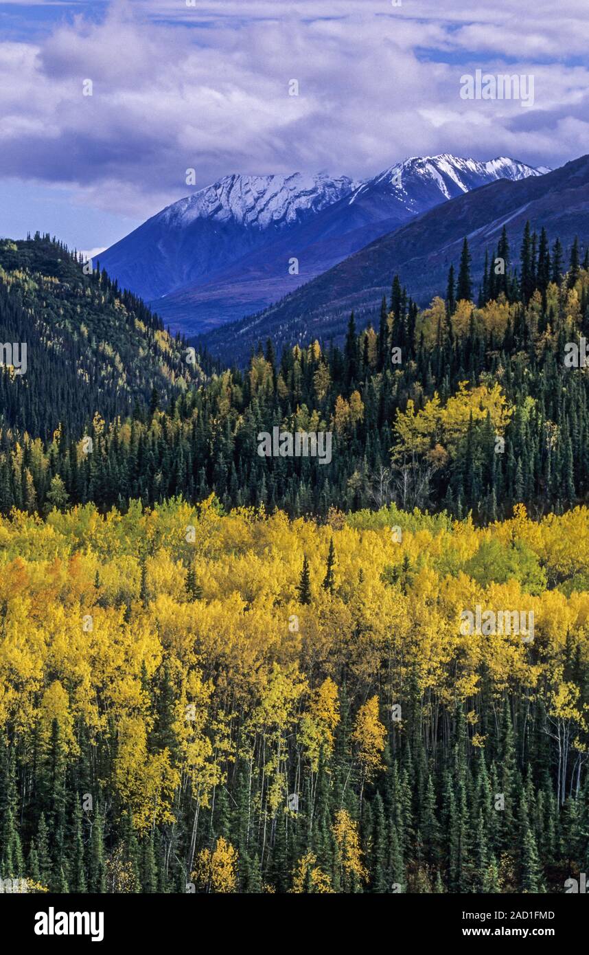 Aspen in fall in front of the Alaska Range / Denali National Park ...