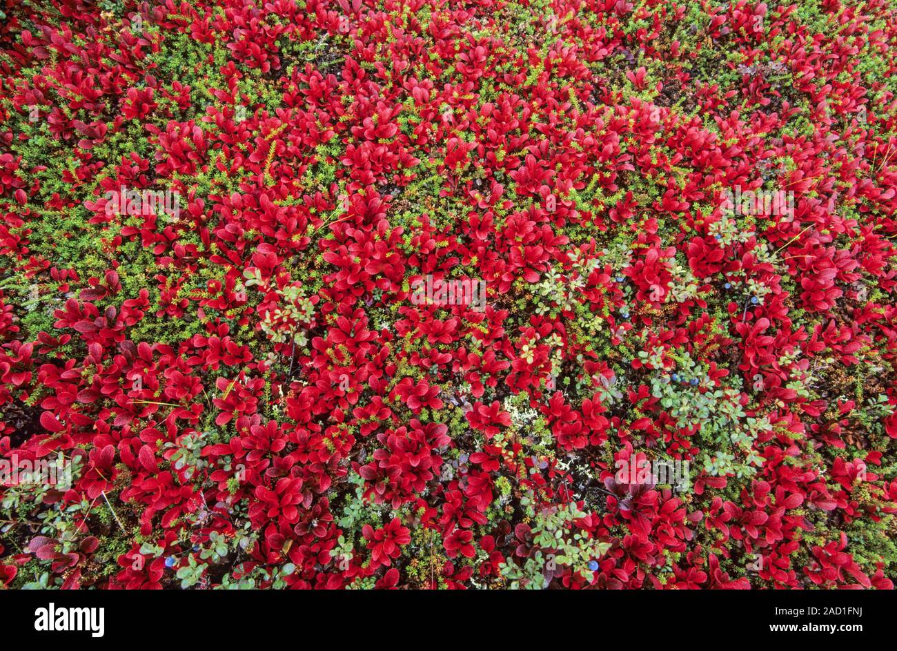 Bearberry tree hi-res stock photography and images - Alamy