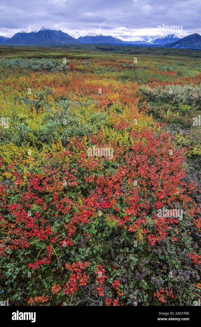 Tundra landscape alaska hi-res stock photography and images - Alamy