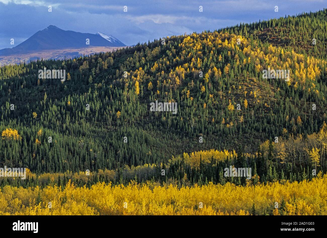 Aspen in fall in front of the Alaska Range / Denali National Park ...