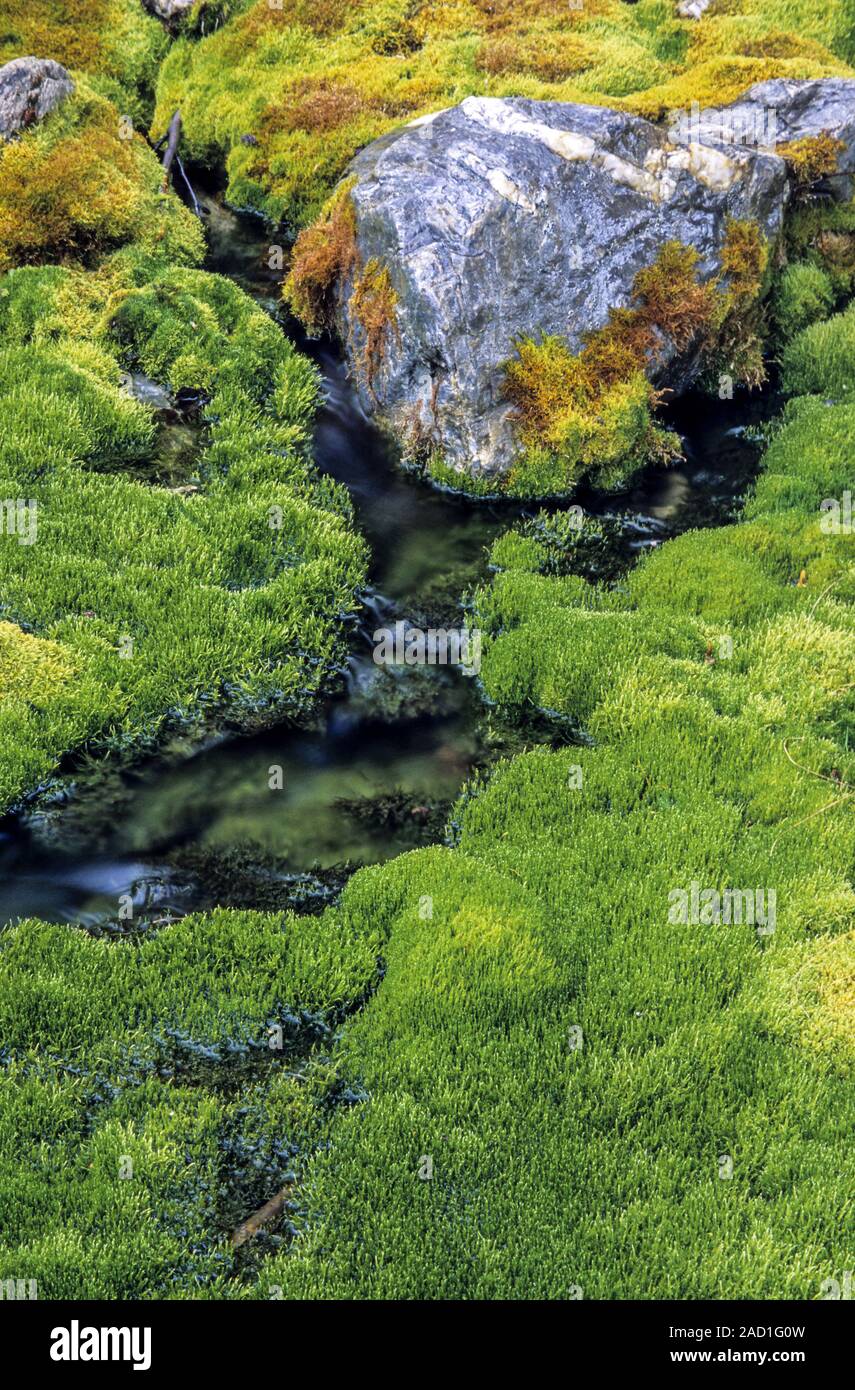Moss pads at streamside / Denali National Park - Alaska Stock Photo - Alamy
