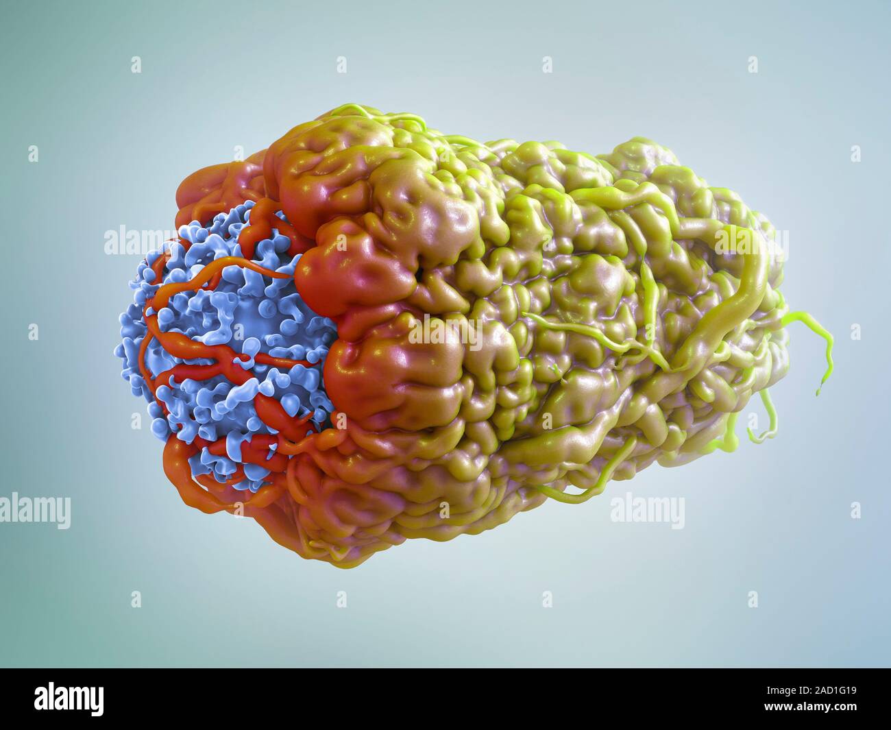 Macrophage engulfing cancer cell. 3D computer illustration of a ...