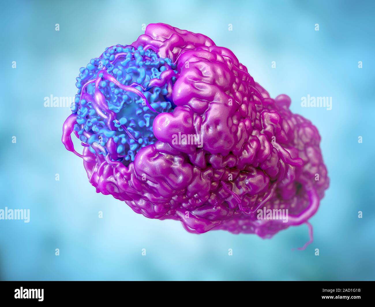 Macrophage engulfing cancer cell. 3D computer illustration of a ...