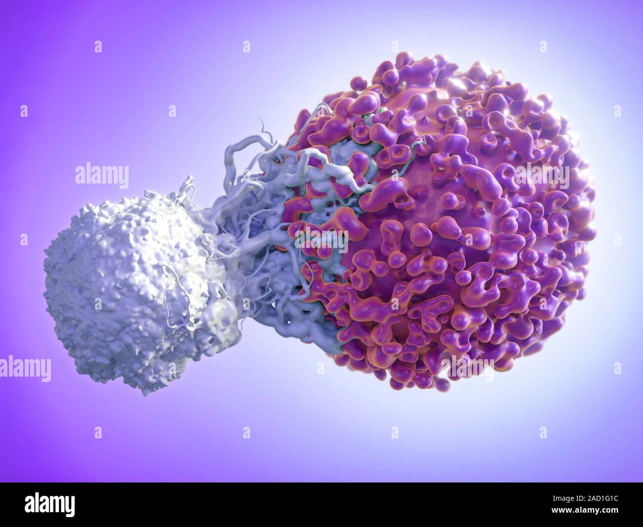 T cell attacking cancer cell. 3D computer illustration of a T ...