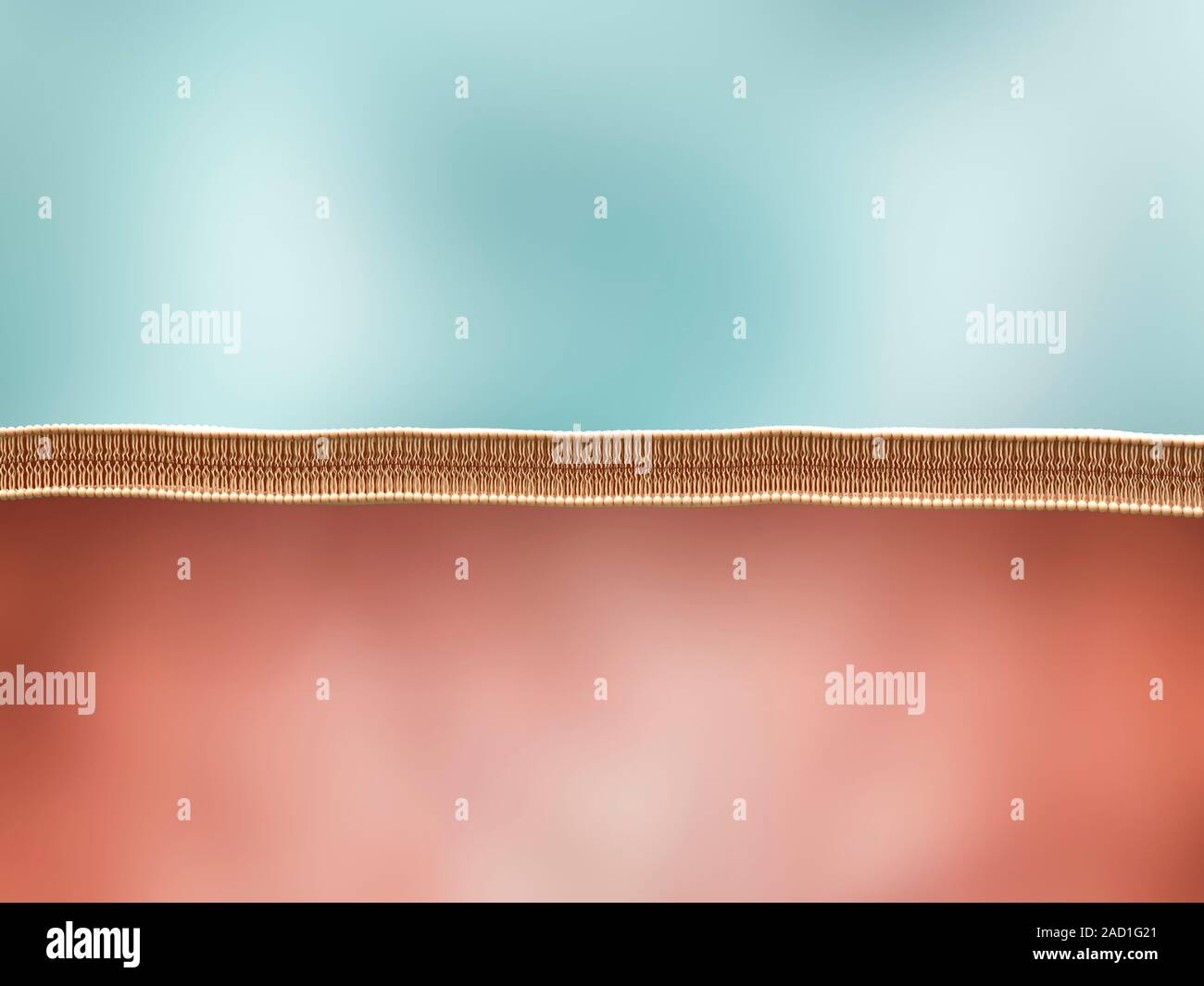 Lipid membrane. Computer illustration showing the phospholipid membrane ...
