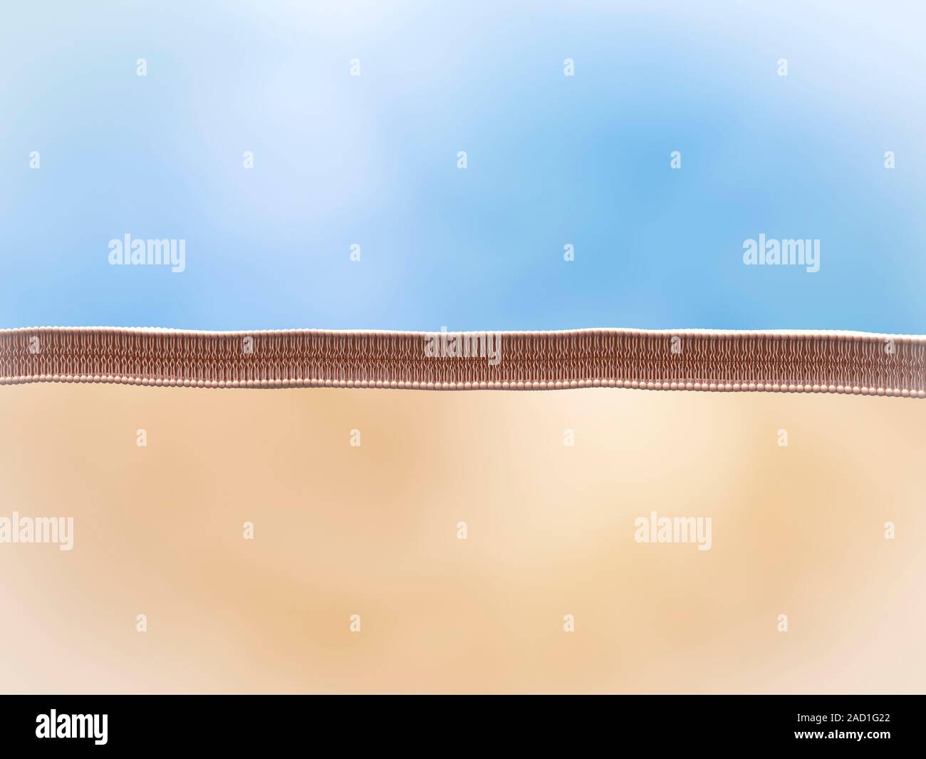 Lipid membrane. Computer illustration showing the phospholipid membrane ...
