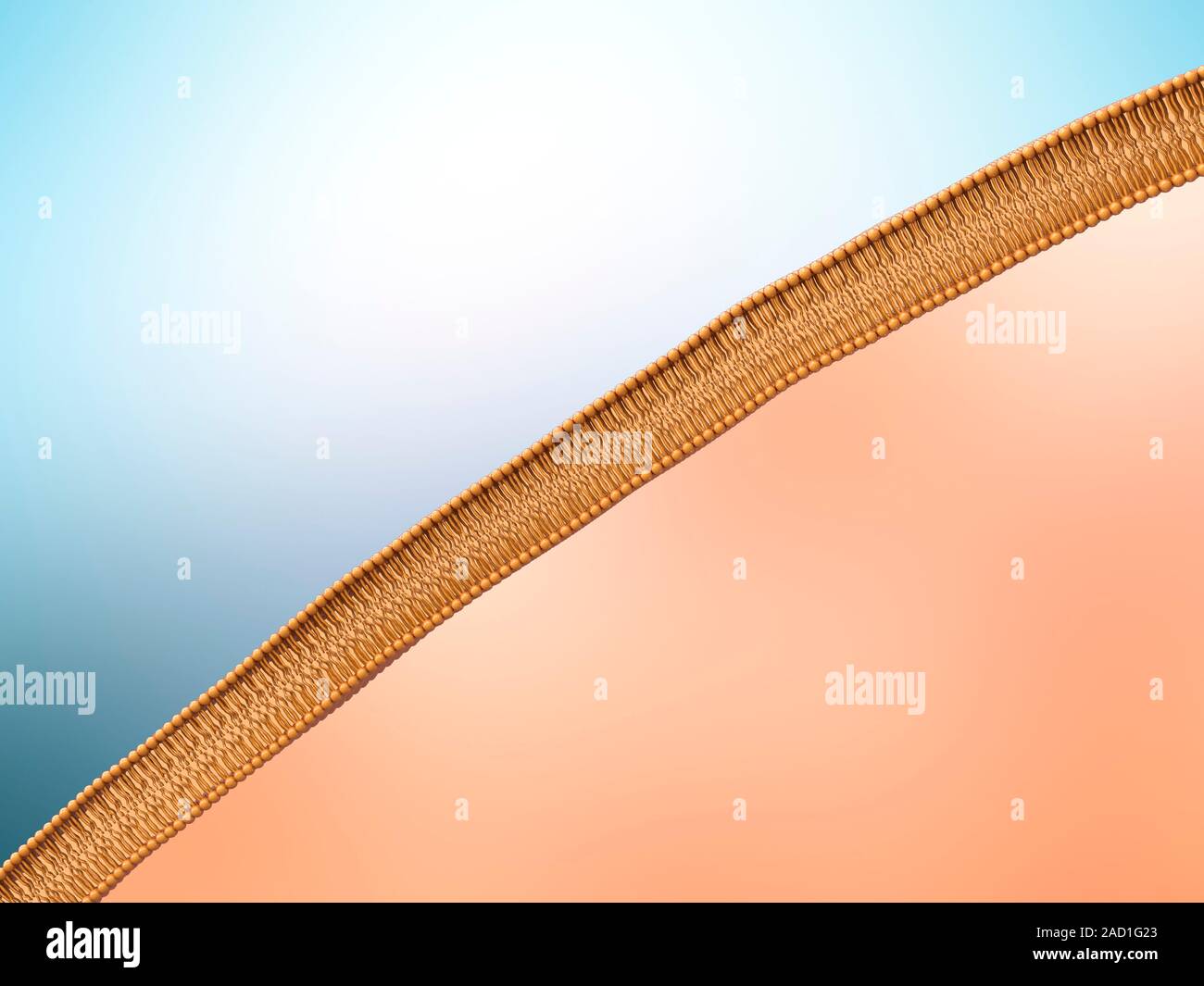 Lipid membrane. Computer illustration showing the phospholipid membrane ...