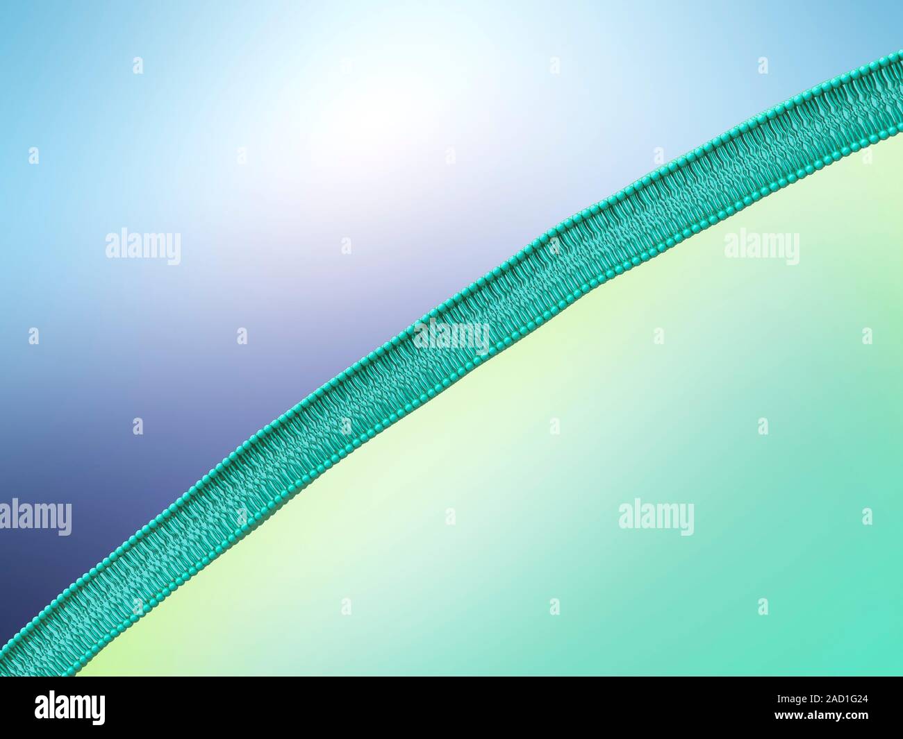 Lipid membrane. Computer illustration showing the phospholipid membrane ...