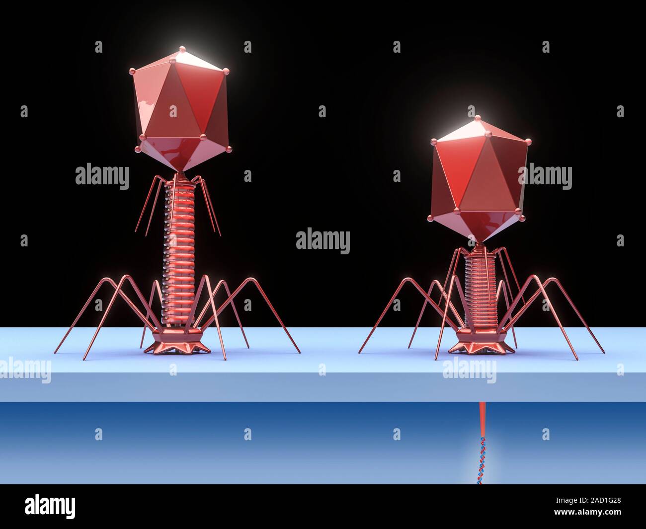 Bacteriophage infecting E. coli bacterium. 3D computer illustration of a T4 bacteriophage virus ...