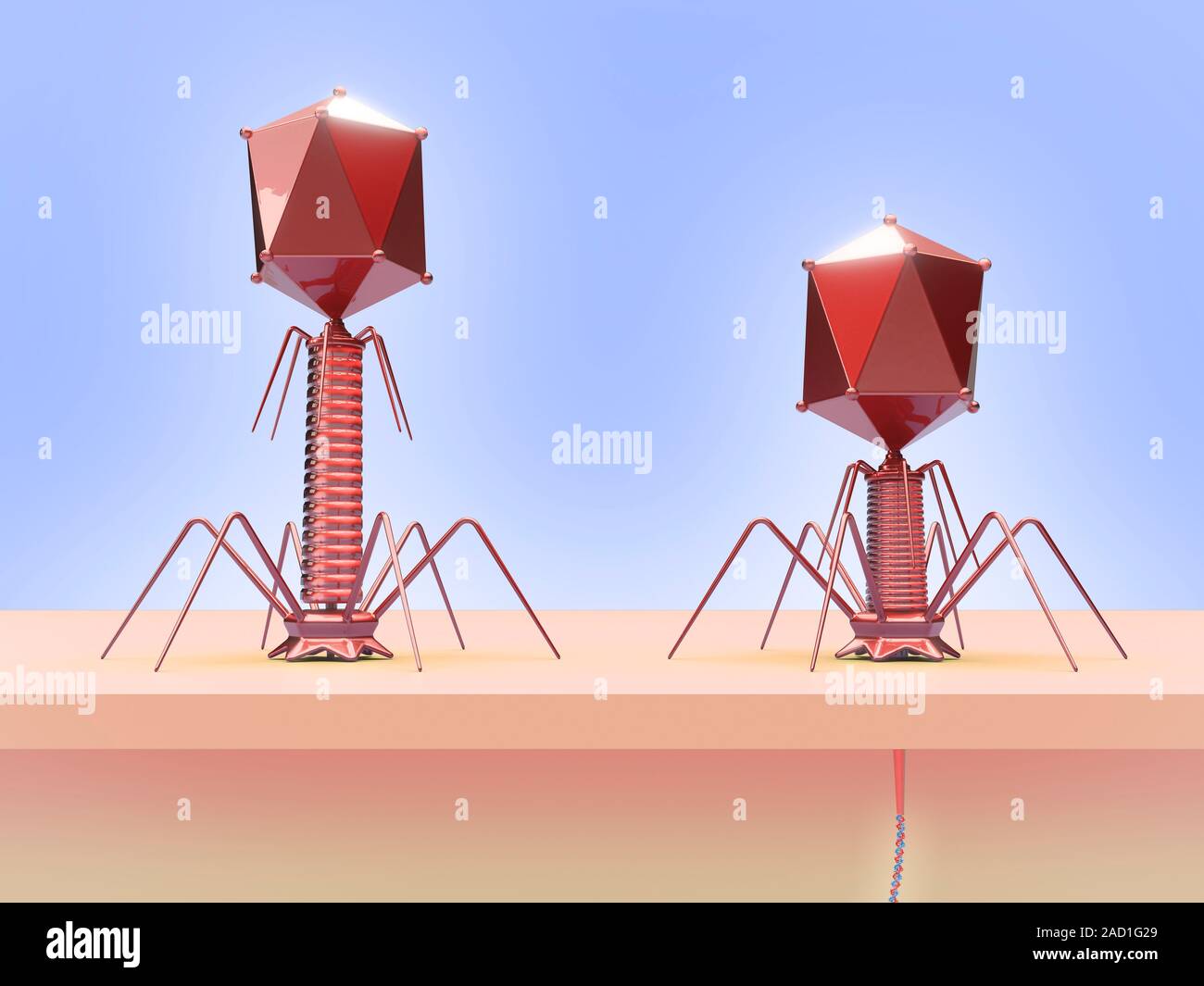Bacteriophage infecting E. coli bacterium. 3D computer illustration of a T4 bacteriophage virus ...
