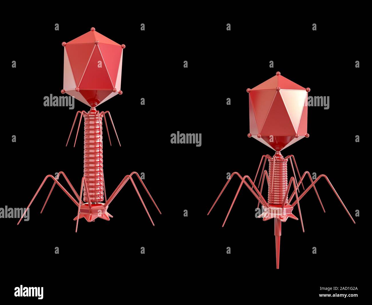 T4 bacteriophage. 3D computer illustration of a T4 bacteriophage virus ...