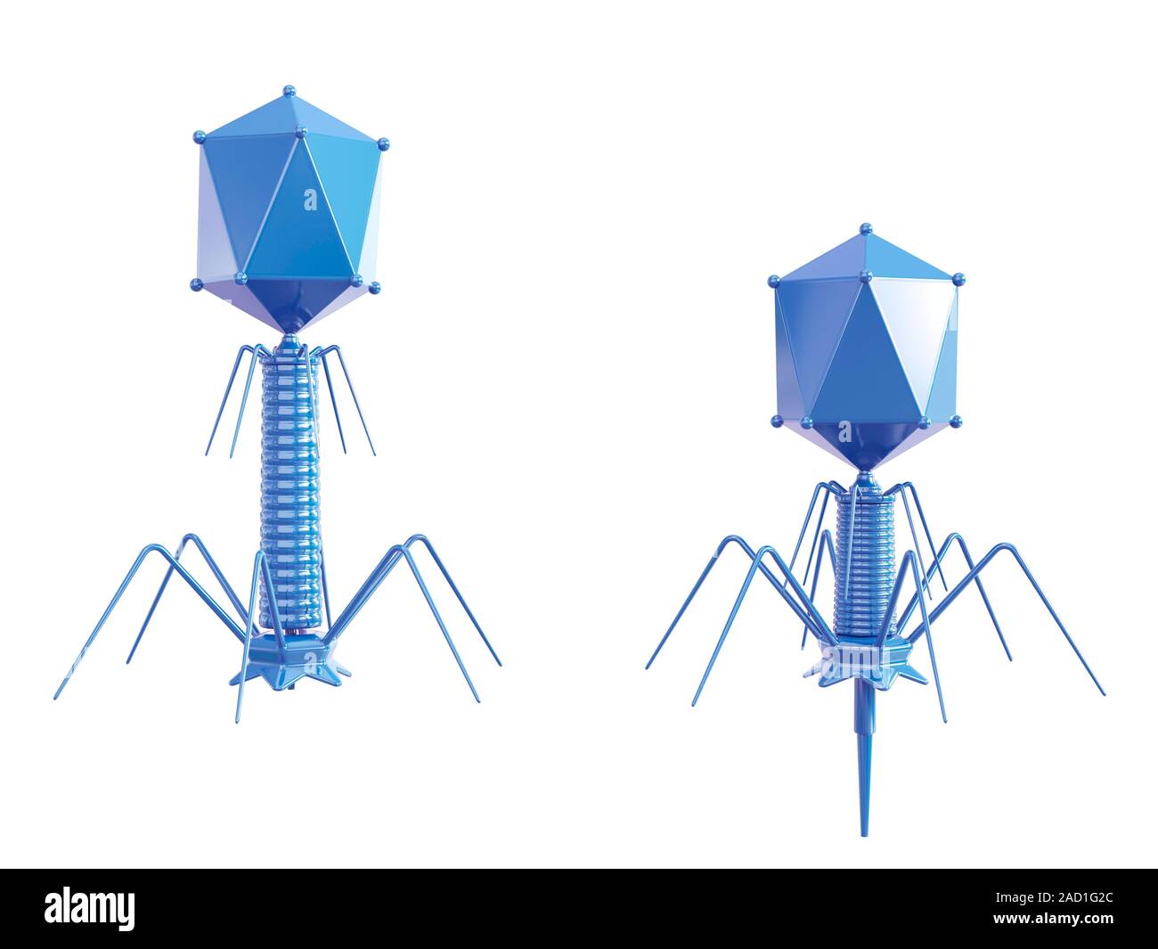 T4 bacteriophage. 3D computer illustration of a T4 bacteriophage virus before in the attachment ...