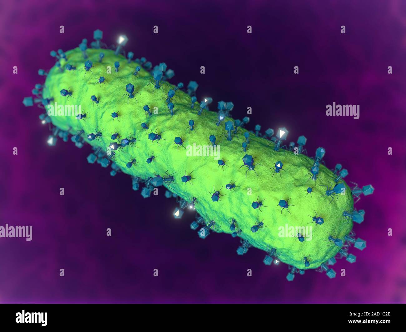 Bacteriophages Attacking E Coli Cell 3d Computer Illustration Of