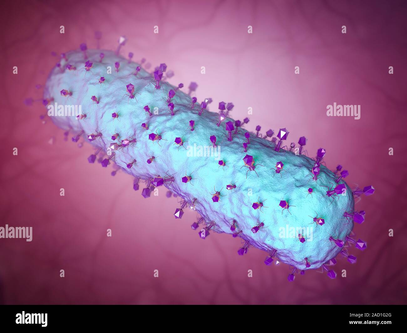 Bacteriophages Attacking E Coli Cell 3d Computer Illustration Of Multiple T4 Bacteriophage