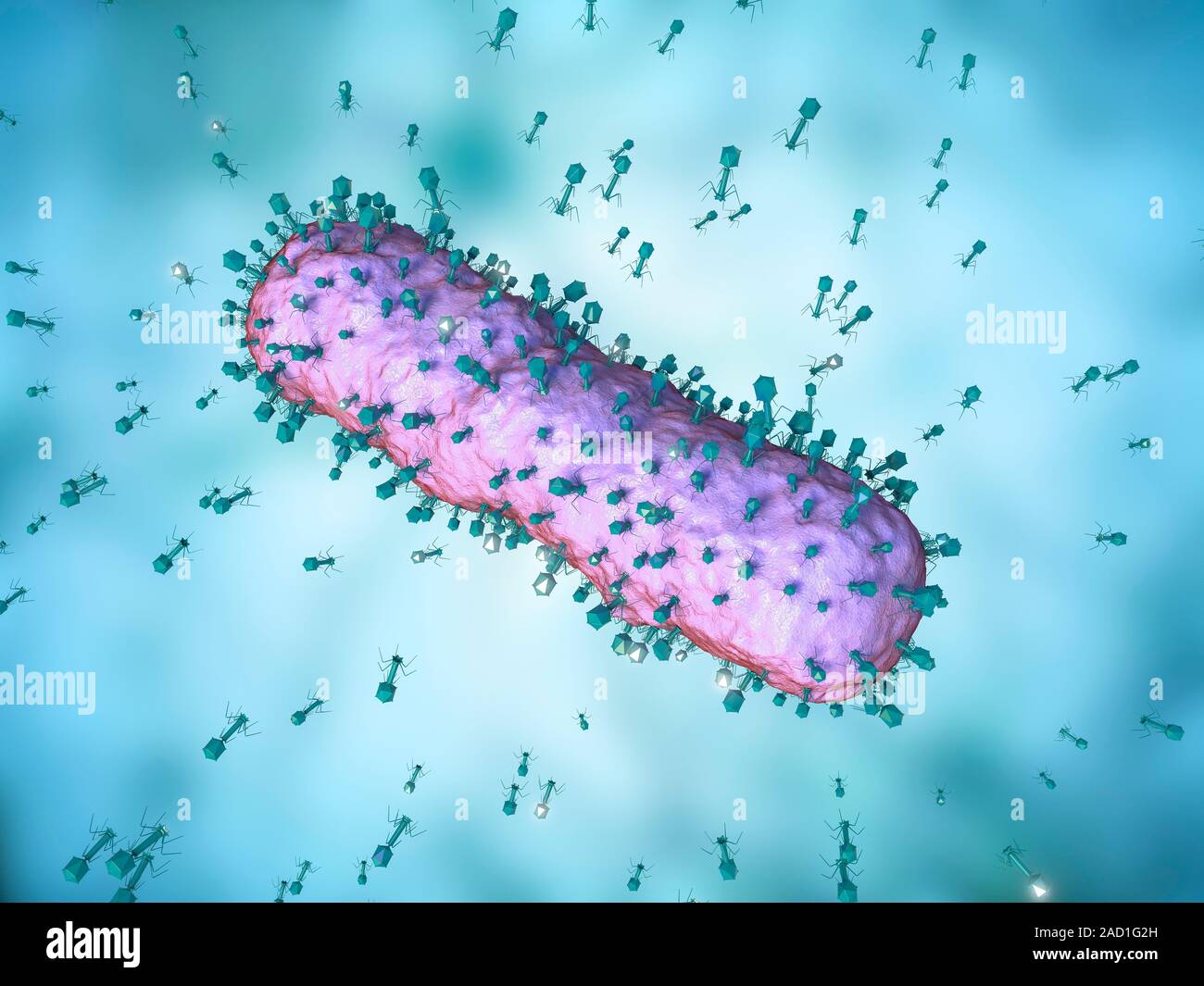 Bacteriophages Attacking E Coli Cell 3d Computer Illustration Of