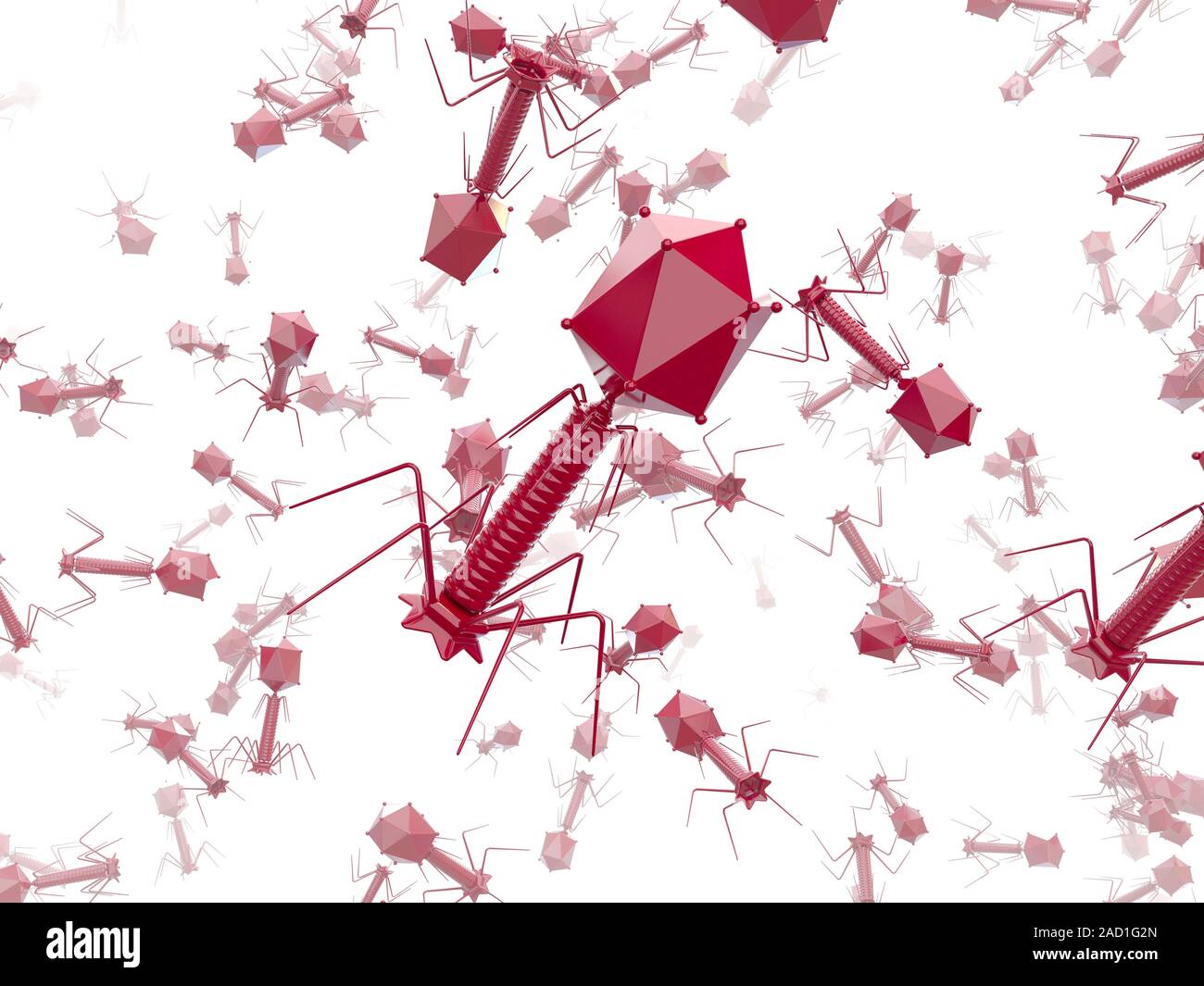 Bacteriophage T4 viruses. 3D computer illustration of multiple T4 ...