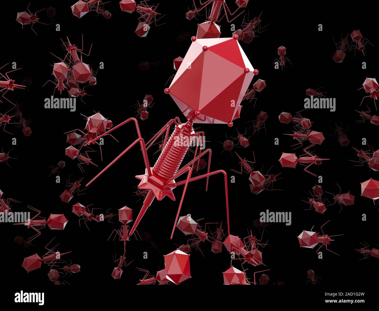 Bacteriophage T4 viruses. 3D computer illustration of multiple T4 ...