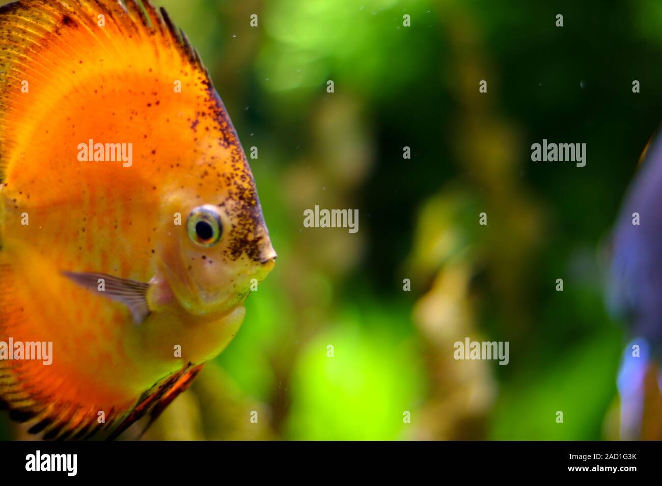 Bright orange round fish side view in the ocean. Blurred colorful ...