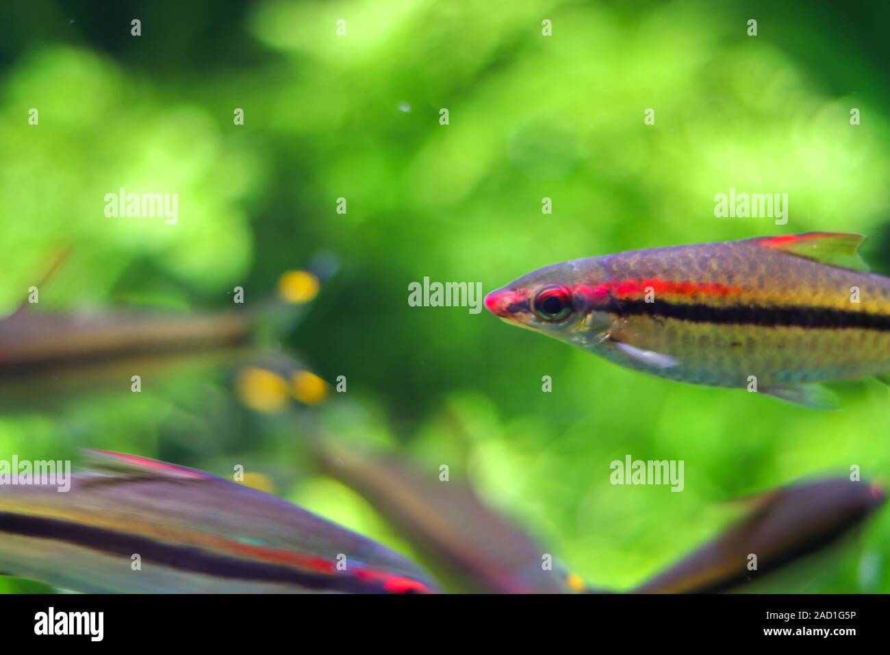 Bokeh portrait of a small multi-colored close-up fish with a blurry ...