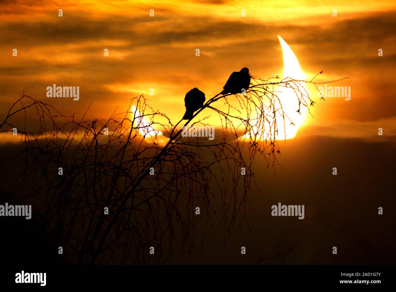 Solar eclipse. Birds perched on a tree during a solar eclipse. Solar ...