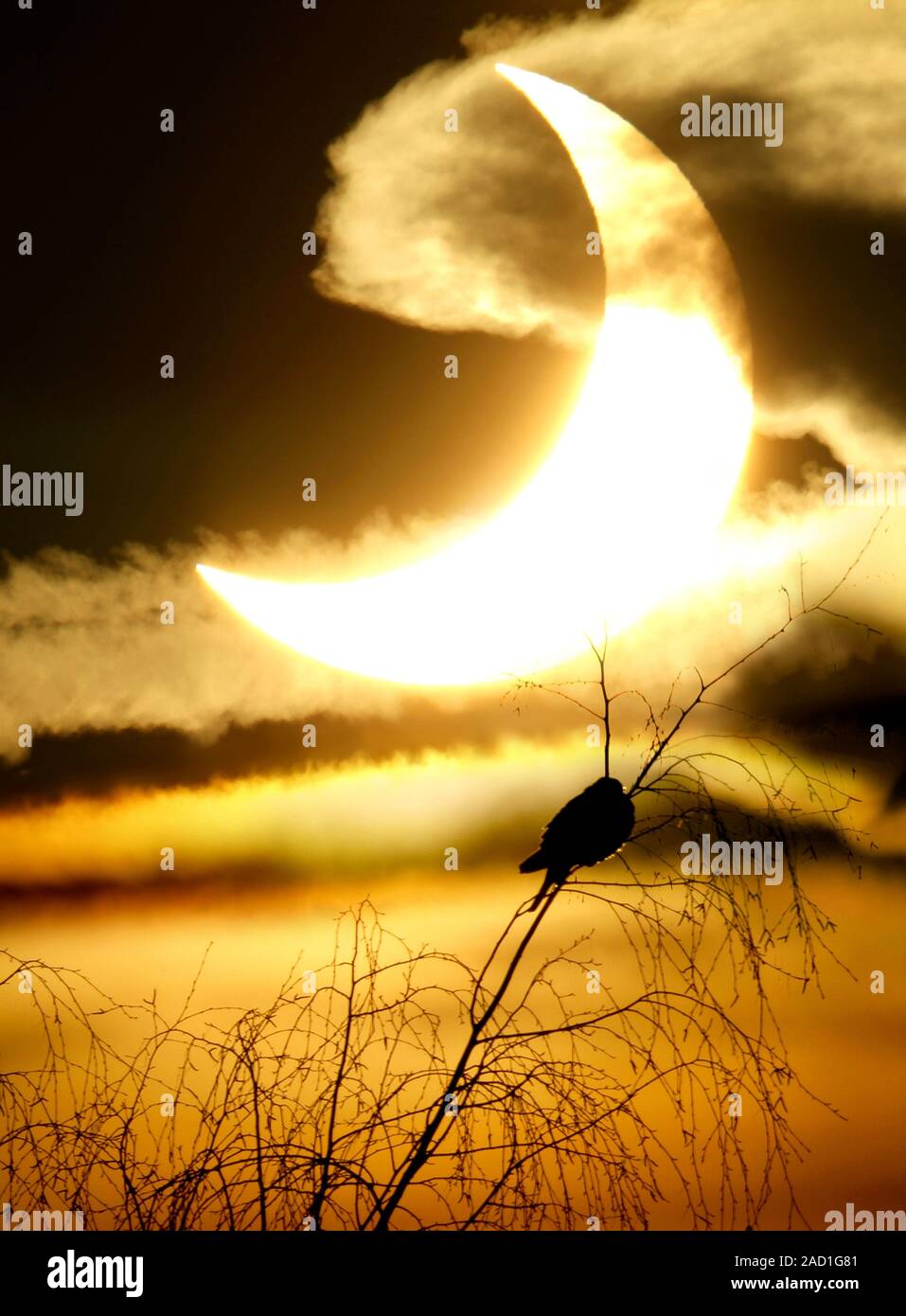 Solar eclipse. Bird perched on a tree during a solar eclipse. Solar ...