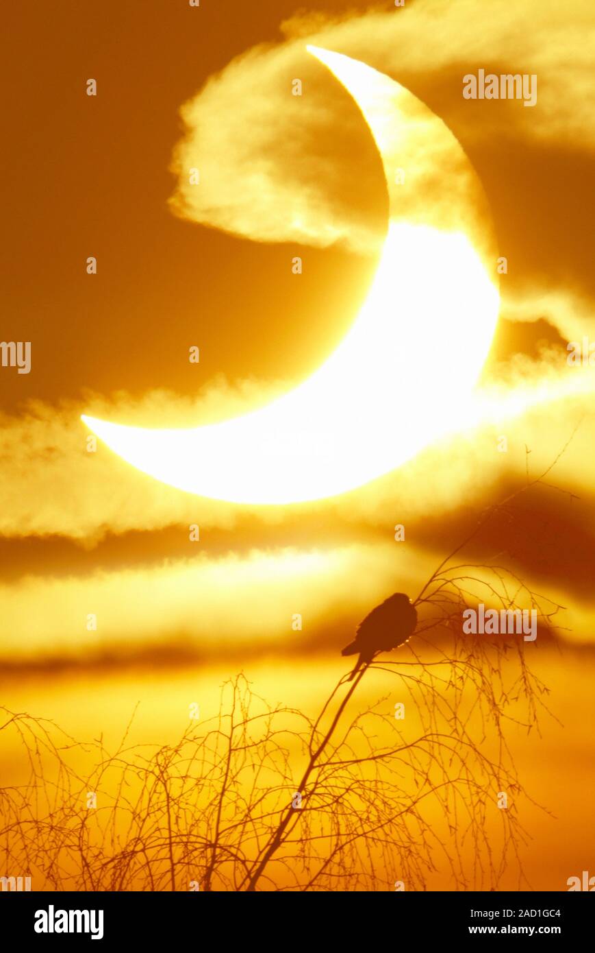 Solar eclipse. Bird perched on a tree during a solar eclipse. Solar ...