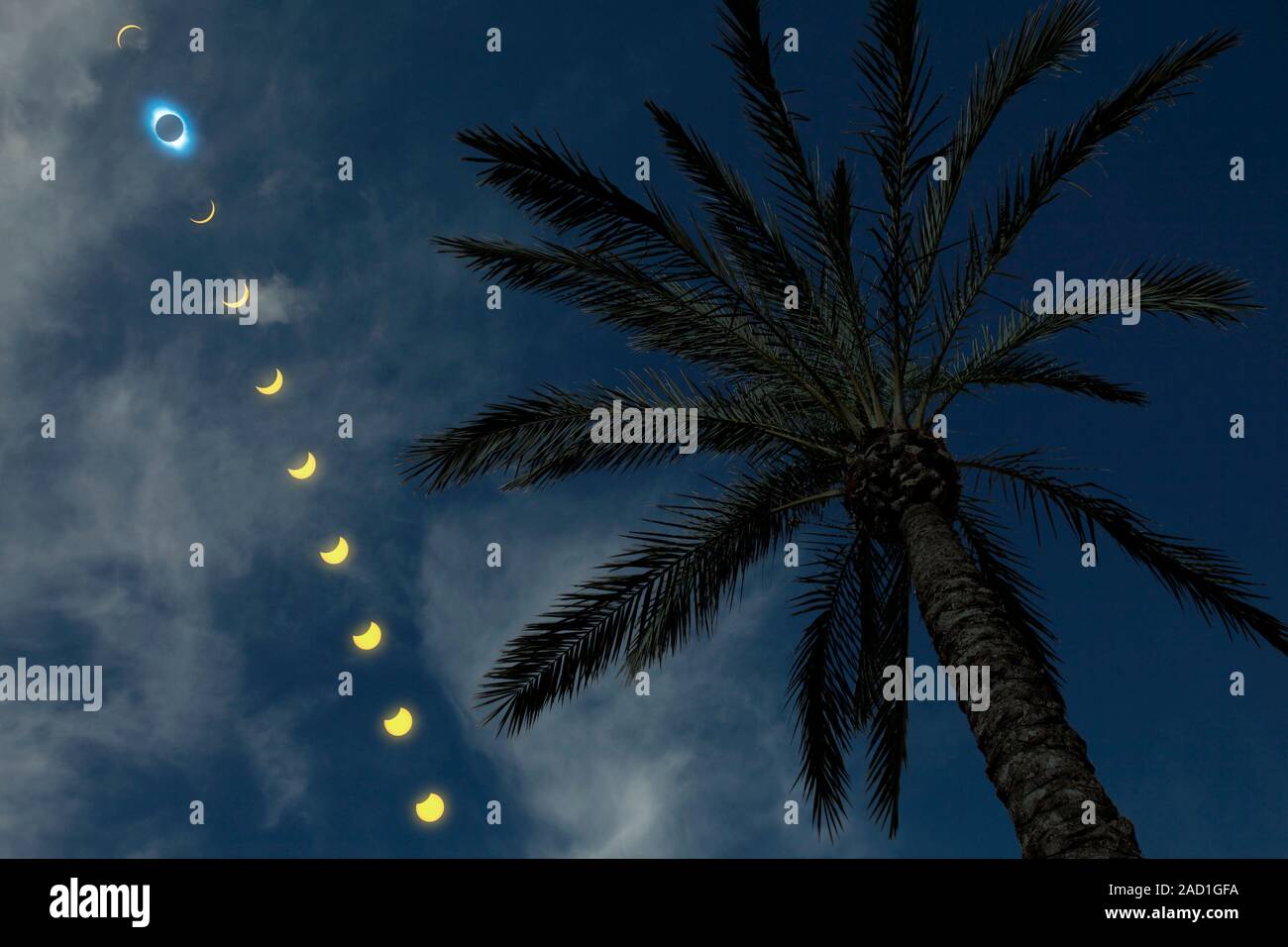 Total solar eclipse. Composite image looking up at a palm tree with a ...