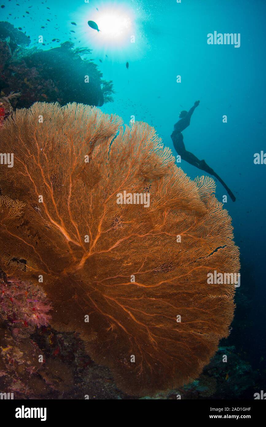 A giant sea fan with free diver, Ai Futaki, swimming in the background ...