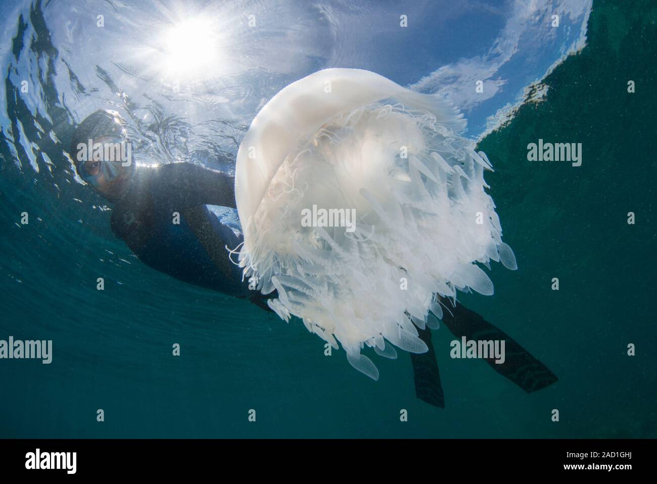 A free diver, Ai Futaki, looking at a crown jellyfish, Netrostoma sp ...