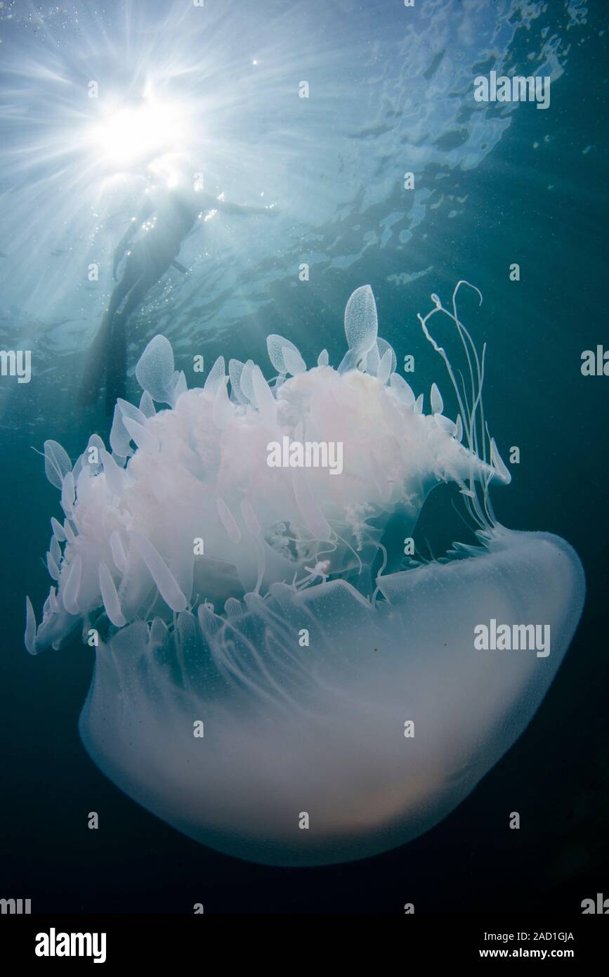 A free diver, Ai Futaki, looking at a crown jellyfish, Netrostoma sp ...