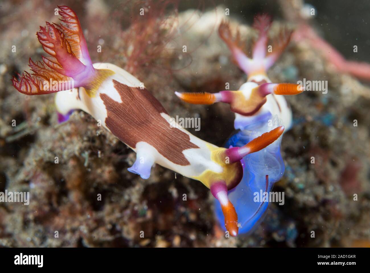 Two purple-lined nembrotha, Nembrotha purpureolineata. These ...