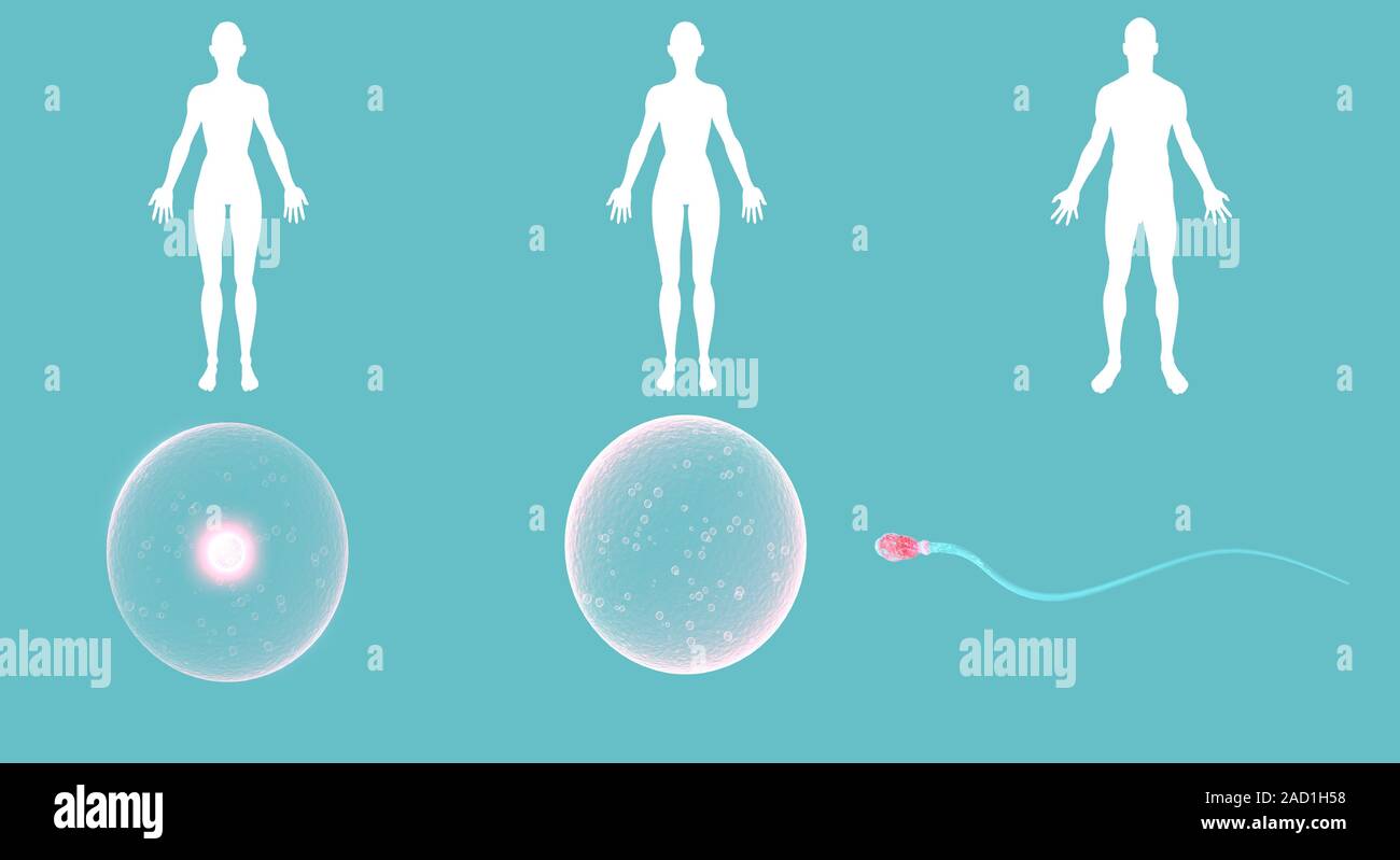 Three parent IVF. Computer illustration representing IVF (in vitro ...