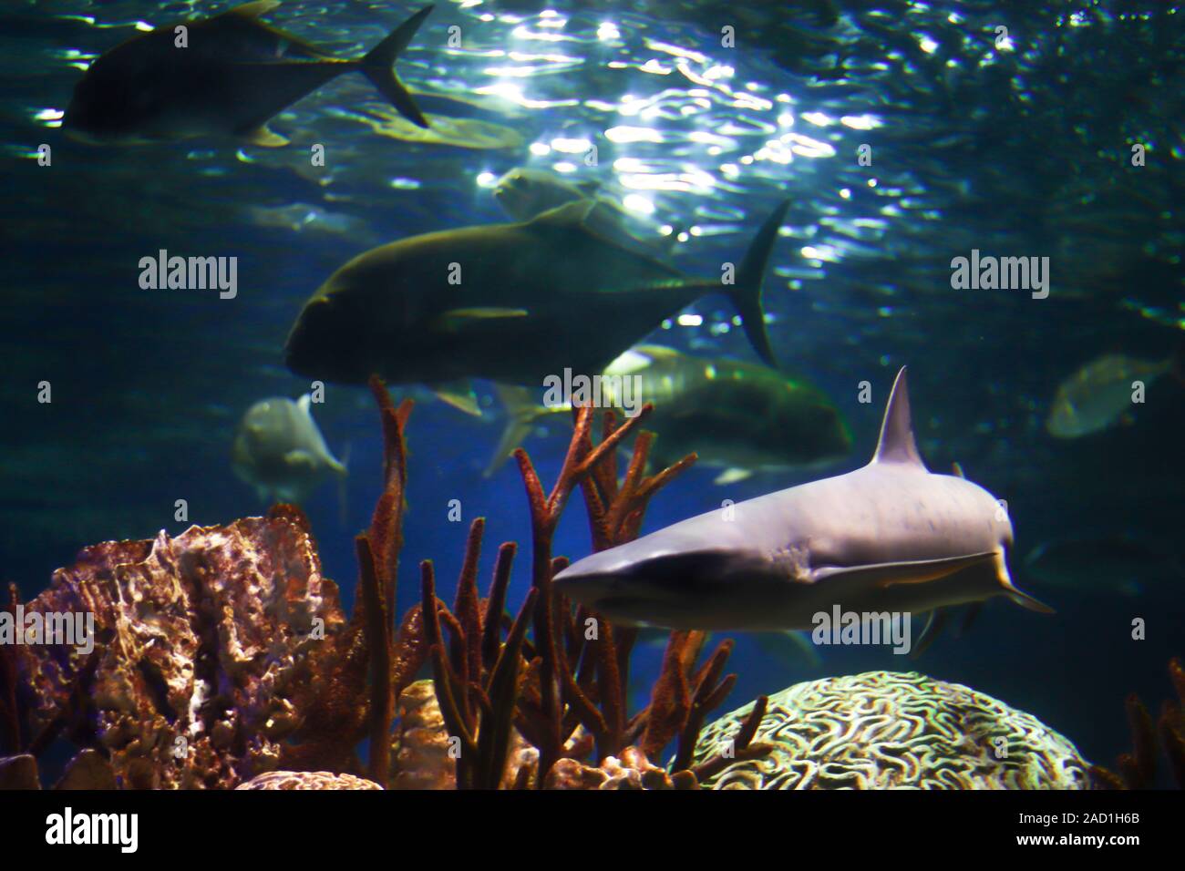 Large grey and blue fish underwater, filmed from below. The sun's rays ...