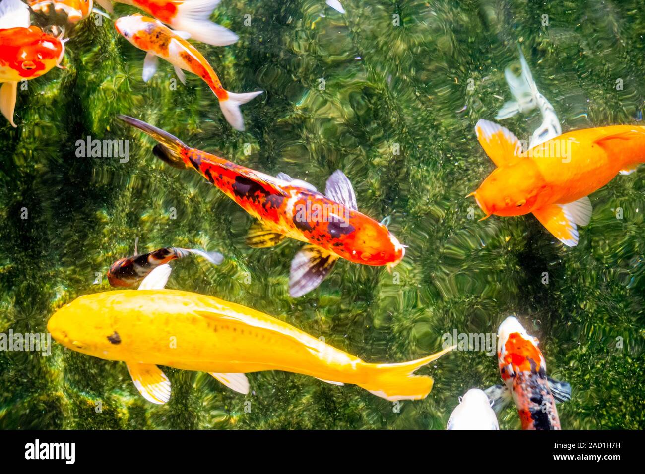 Koi fish aerial view hi-res stock photography and images - Alamy