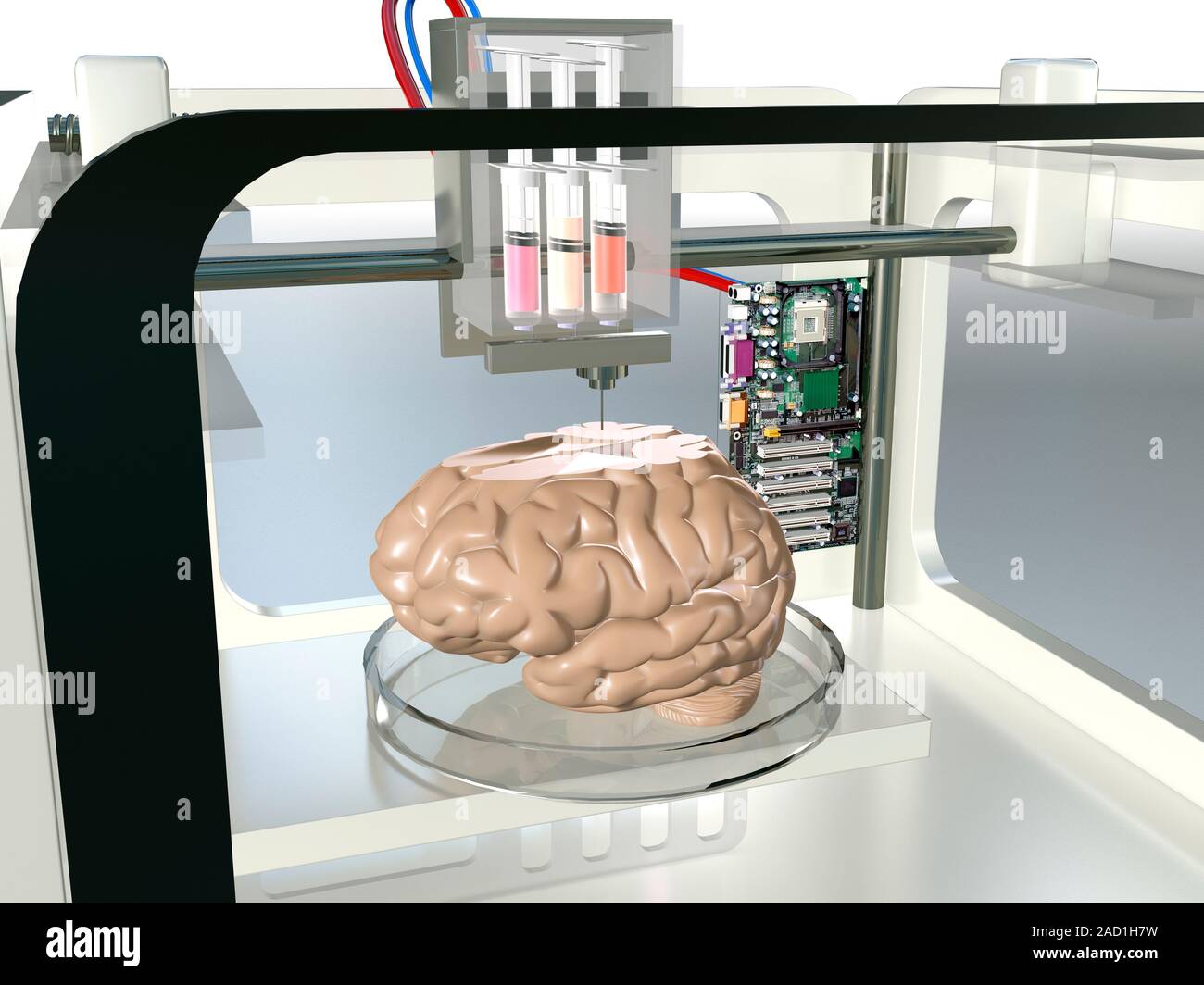 3D printed brain, conceptual image. Computer illustration of a 3D ...