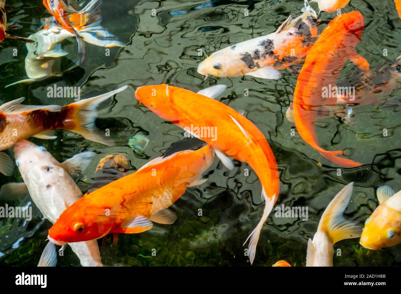 Koi swimming hi-res stock photography and images - Alamy