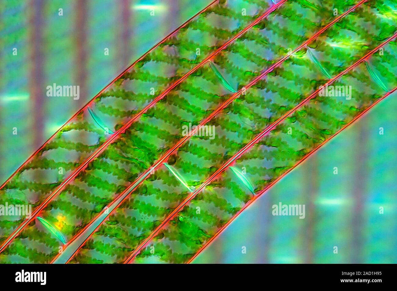 Spirogyra algae. Polarised light micrograph of Spirogyra sp. algae ...