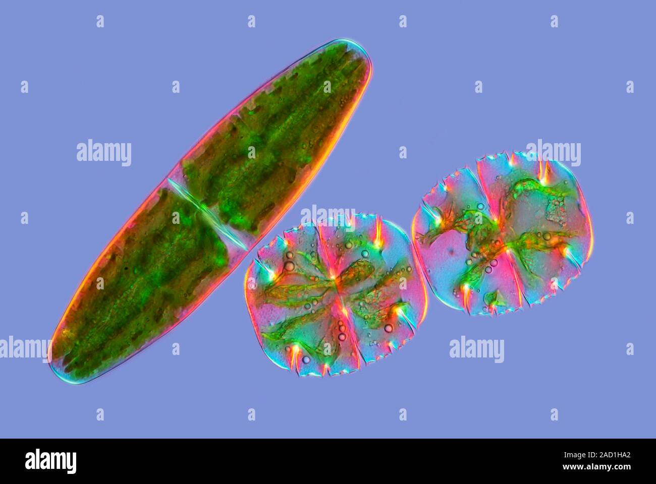Desmids. Polarised light micrograph of a Netrium sp. (left) and ...