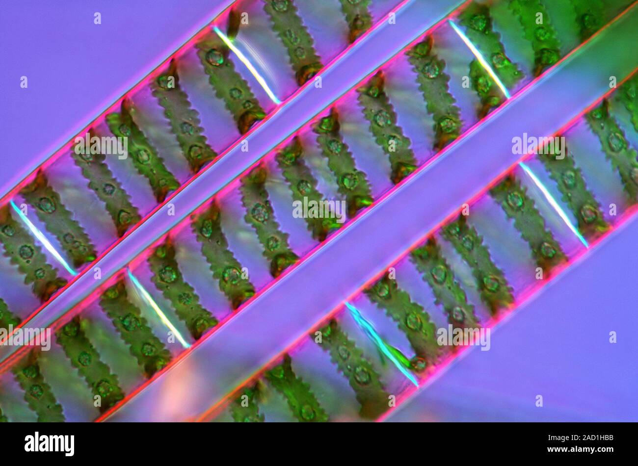 Spirogyra algae. Polarised light micrograph of Spirogyra sp. algae ...
