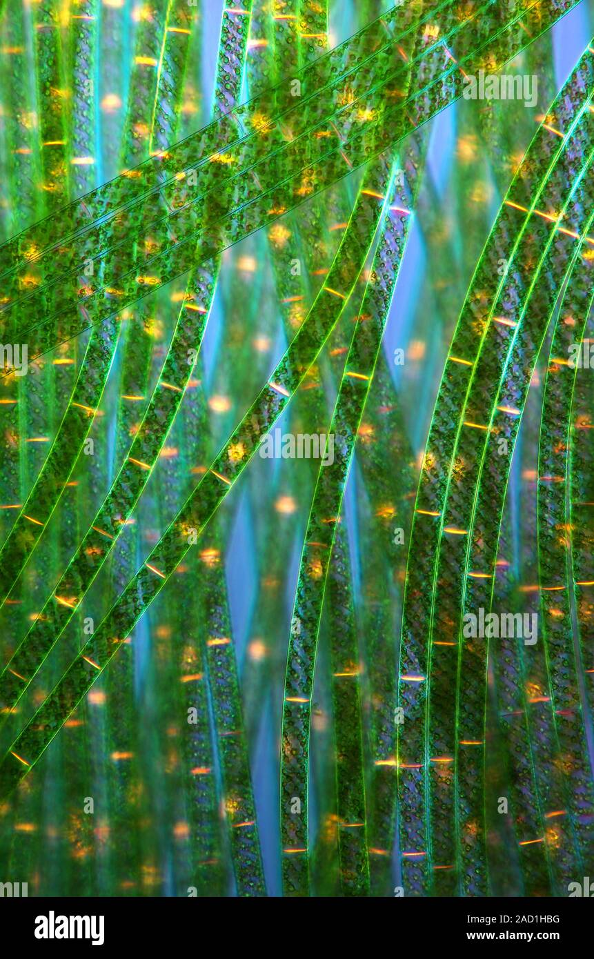 Spirogyra algae. Polarised light micrograph of Spirogyra sp. algae ...