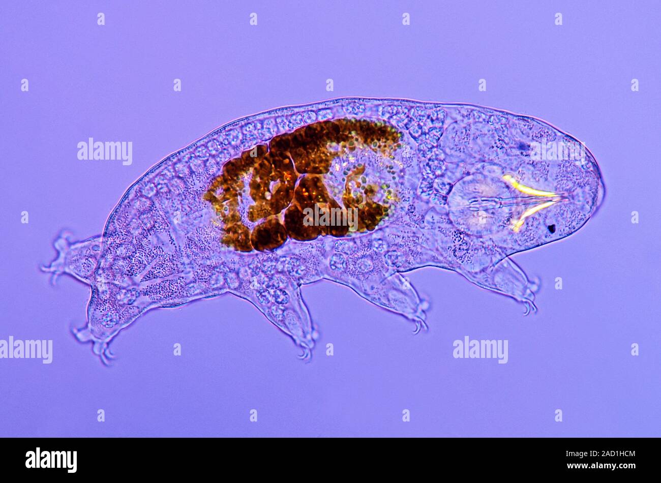 Tardigrade. Polarised light micrograph of a tardigrade (waterbear ...