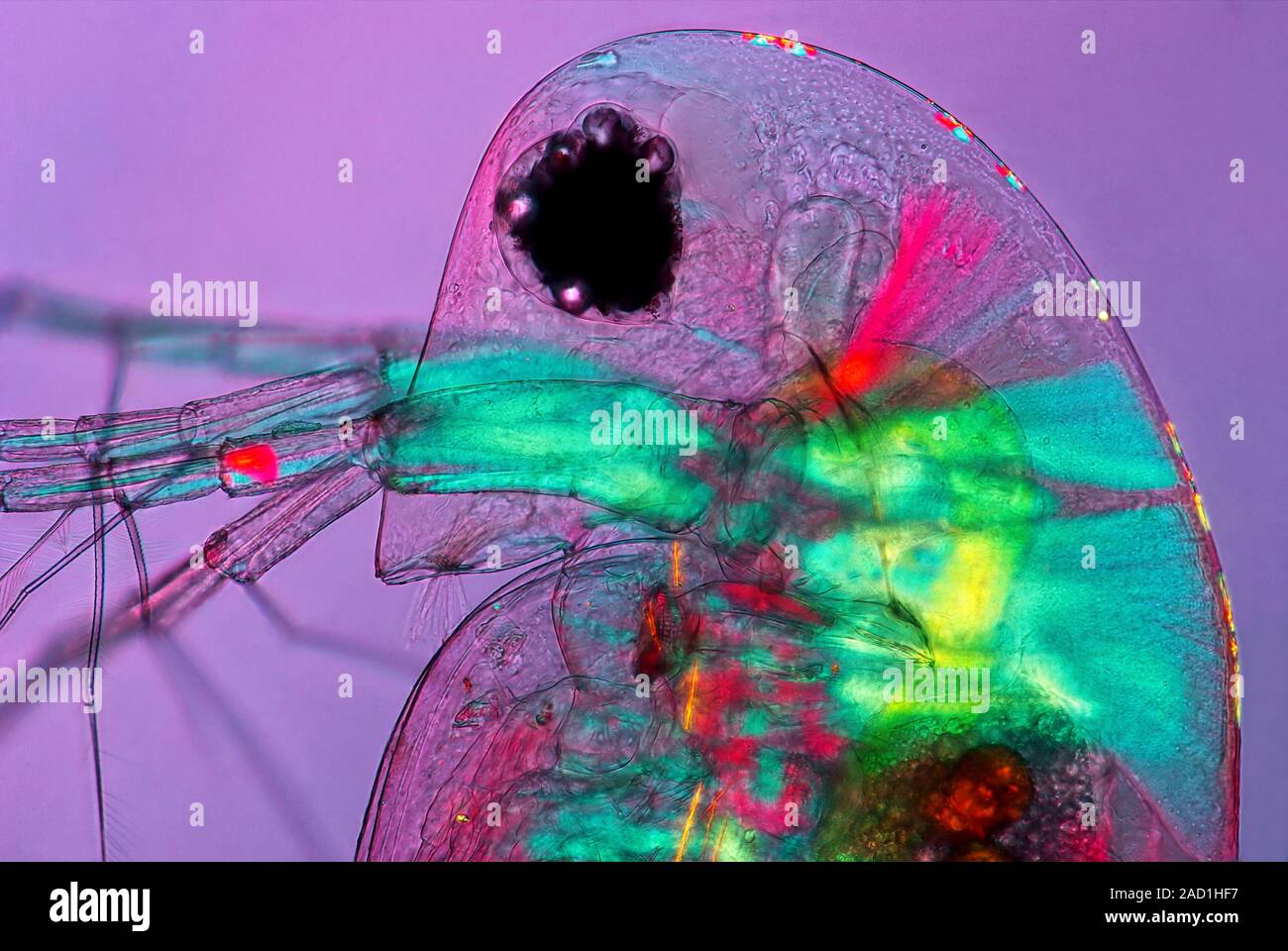 Water flea. Polarised light micrograph of the head of a Daphnia sp ...