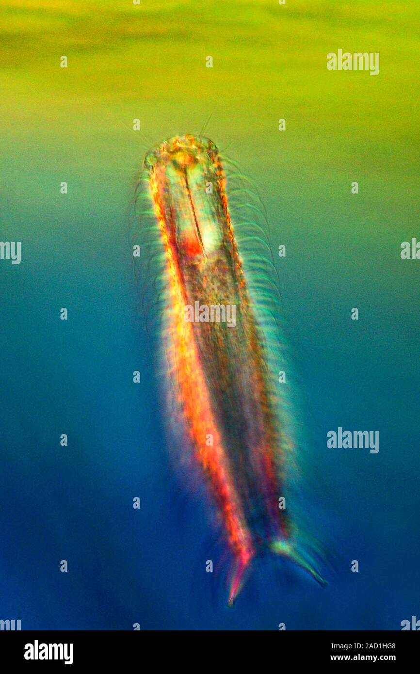 Gastrotrich. Polarised light micrograph of a Gastrotrich. Commonly ...