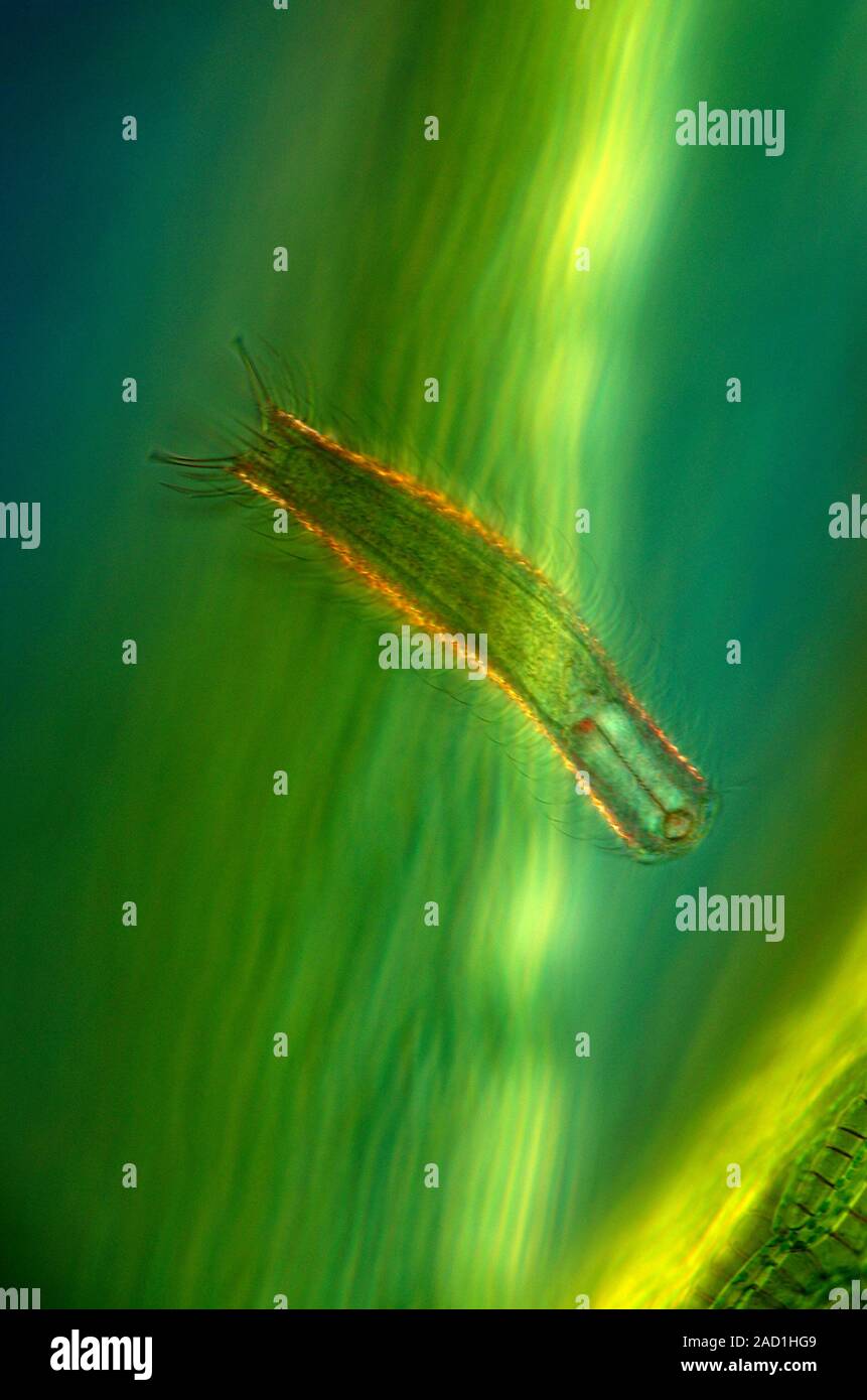 Gastrotrich. Polarised light micrograph of a Gastrotrich. Commonly ...