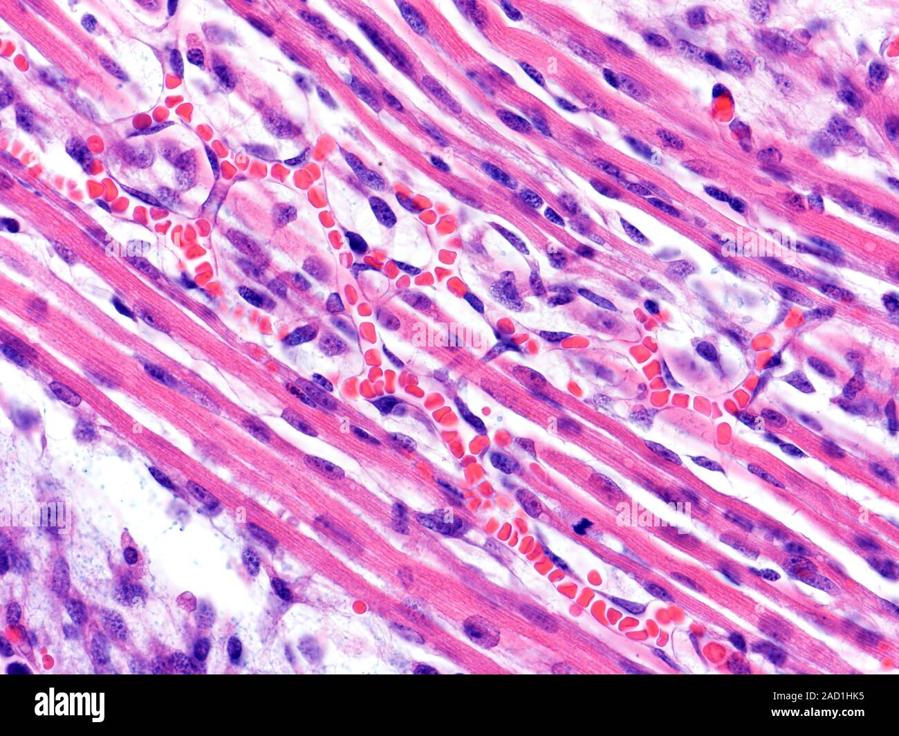Light microscopy of a capillary network the smallest type of blood ...